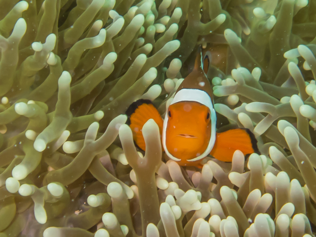 Diving the great barrier reef | Maps of Speech